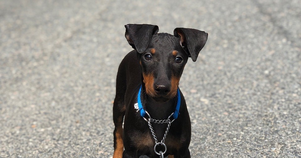X-Pected Dine Mite, Puppies, manchesterterrier, Manchester,